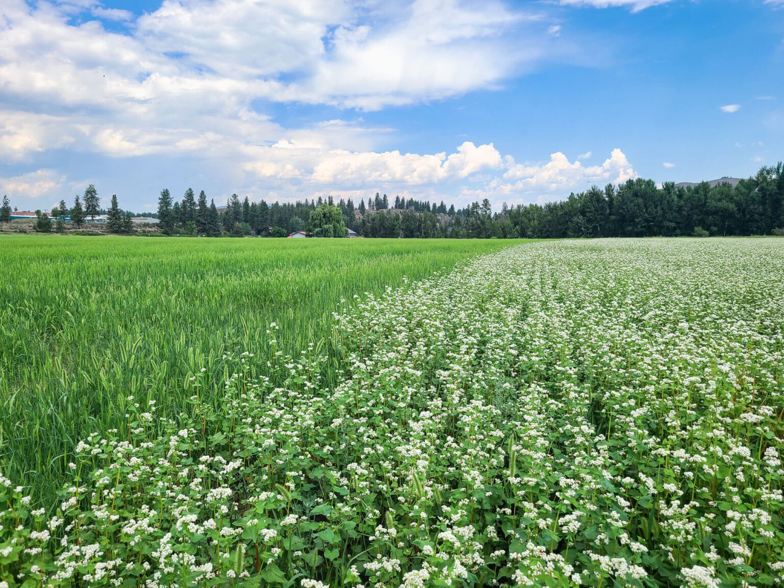 Farming Partners & Practices - Bluebird Grain Farms