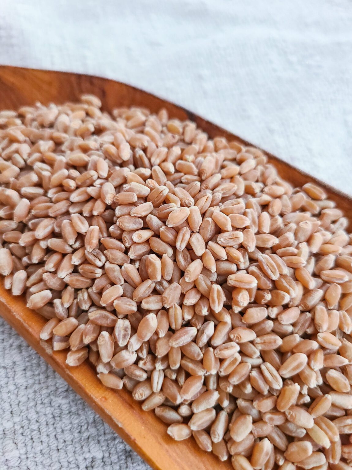 Organic Methow Hard Red Wheat Berries - Bluebird Grain Farms
