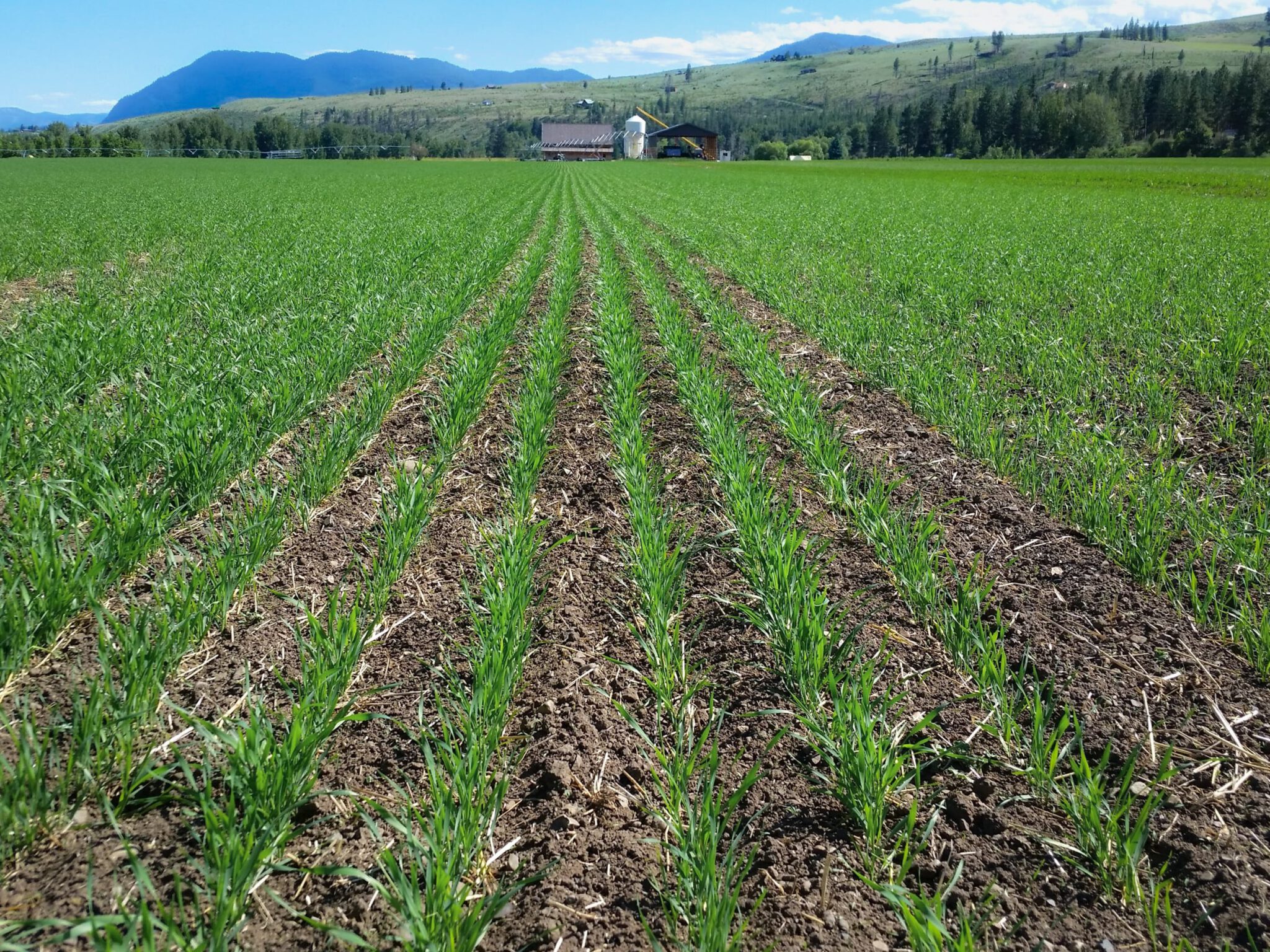 Standards & Certifications - Bluebird Grain Farms