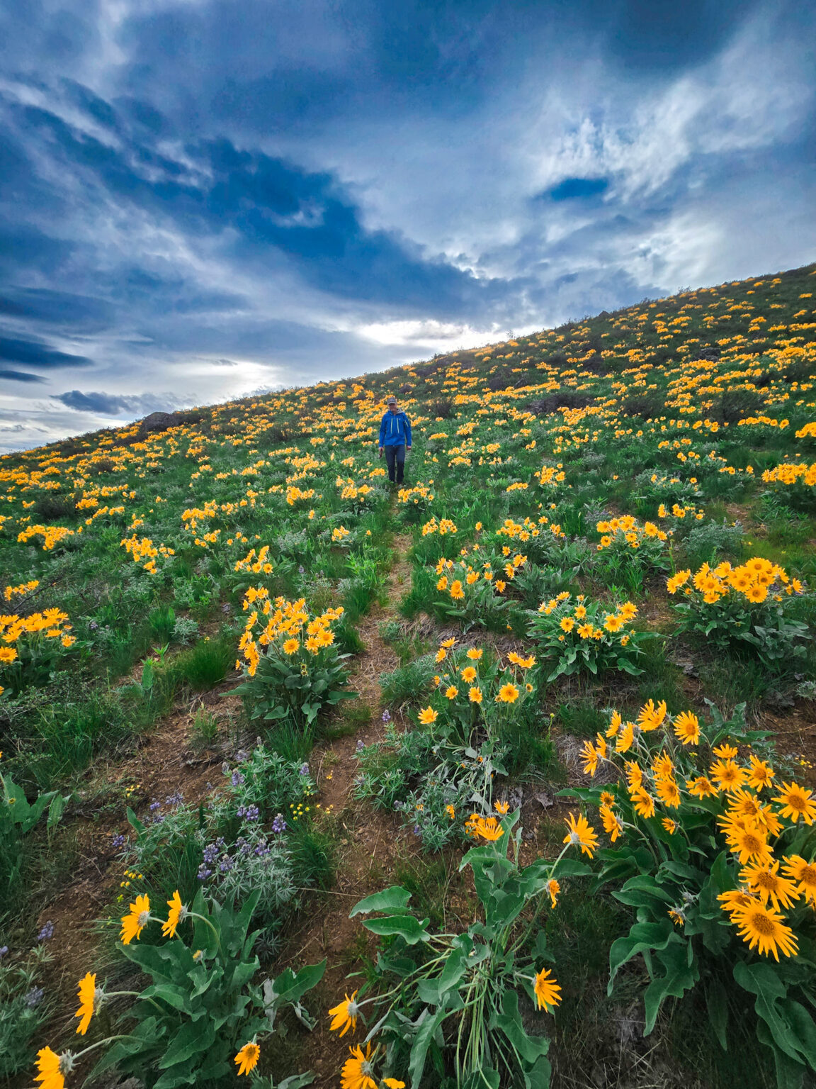 May Farmer Notes 2025 - Bluebird Grain Farms